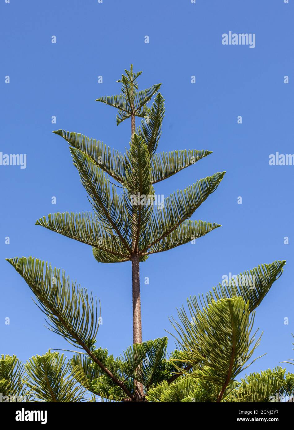 pretty pine tree with its own natural stars on top Stock Photo - Alamy