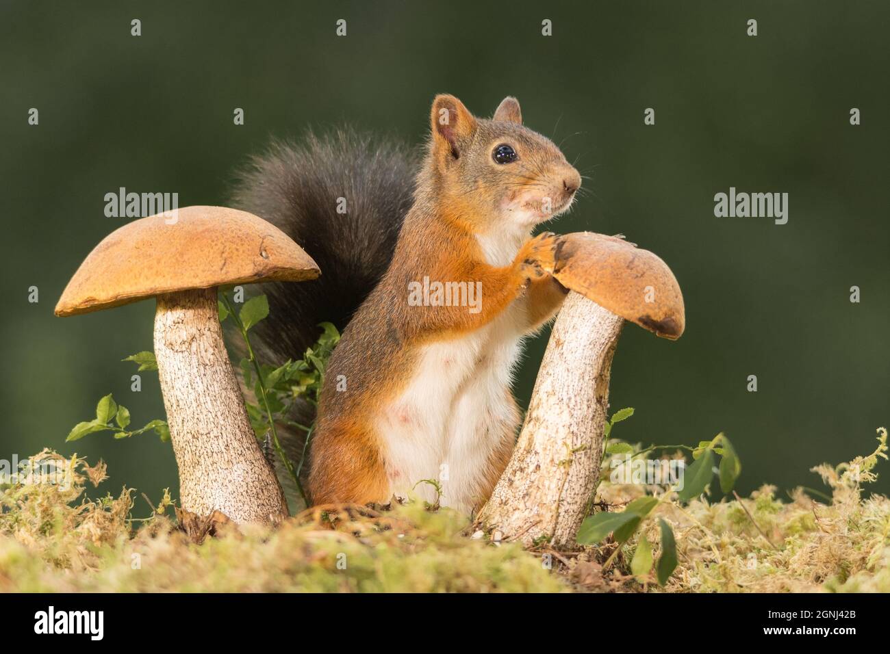 Perennial mushrooms hi-res stock photography and images - Alamy