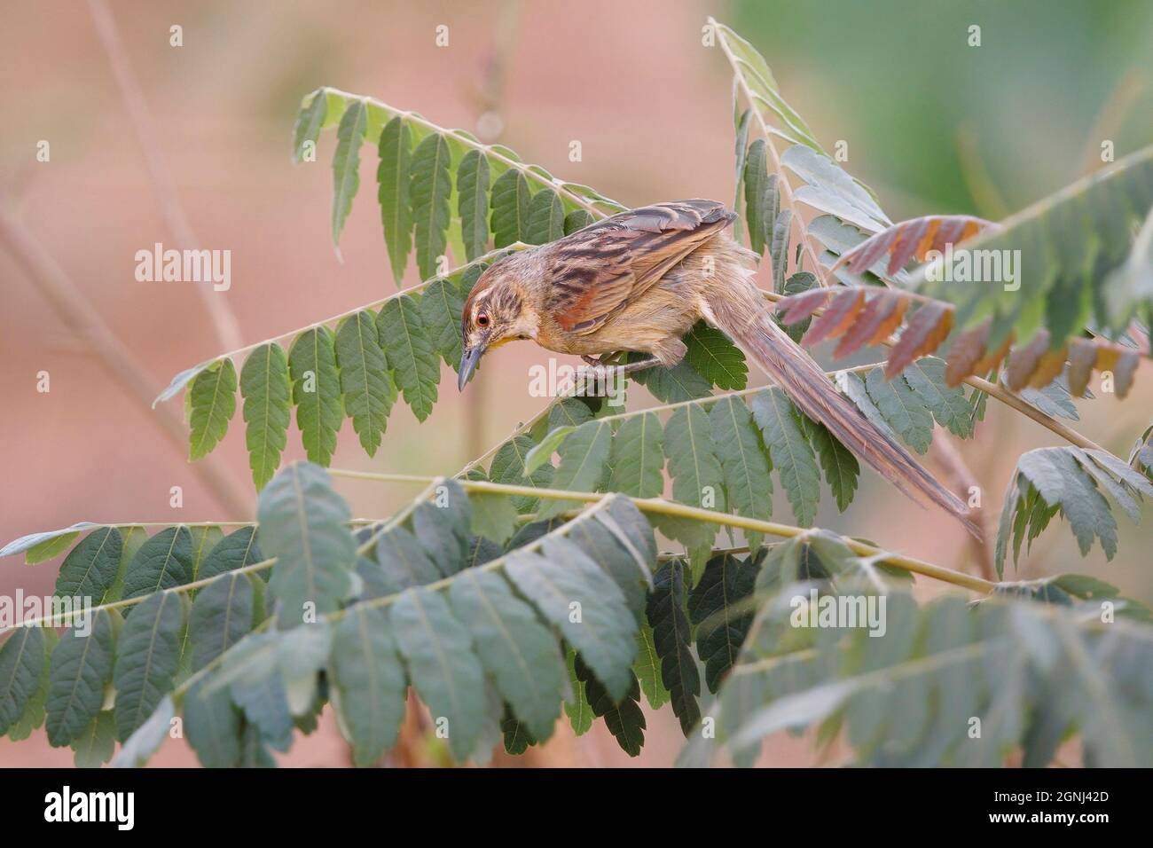Spinetail hi-res stock photography and images - Alamy