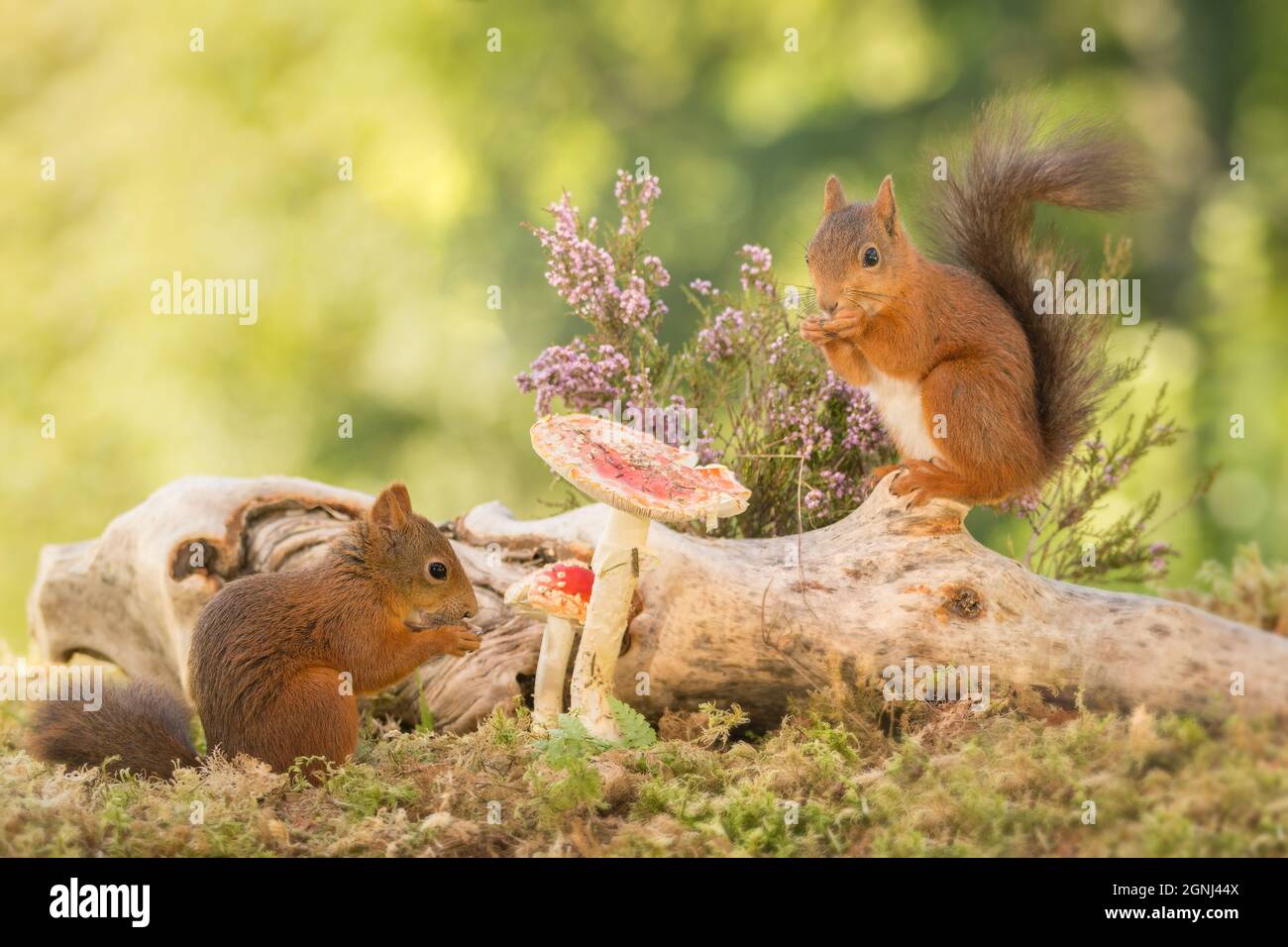 red squirrels standing with mushrooms Stock Photo - Alamy
