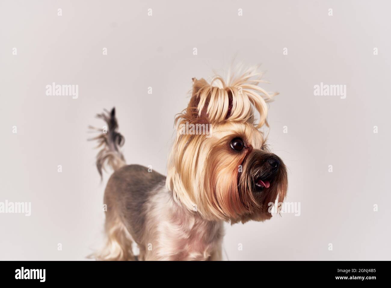 dog pet puppy grooming isolated background Stock Photo - Alamy