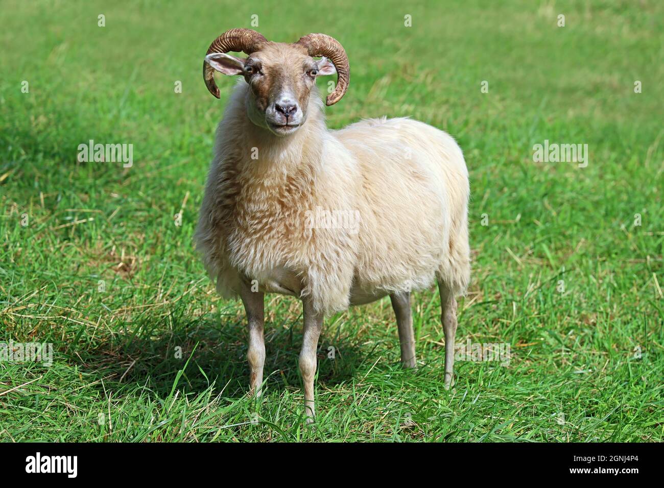 White ram hi-res stock photography and images - Alamy
