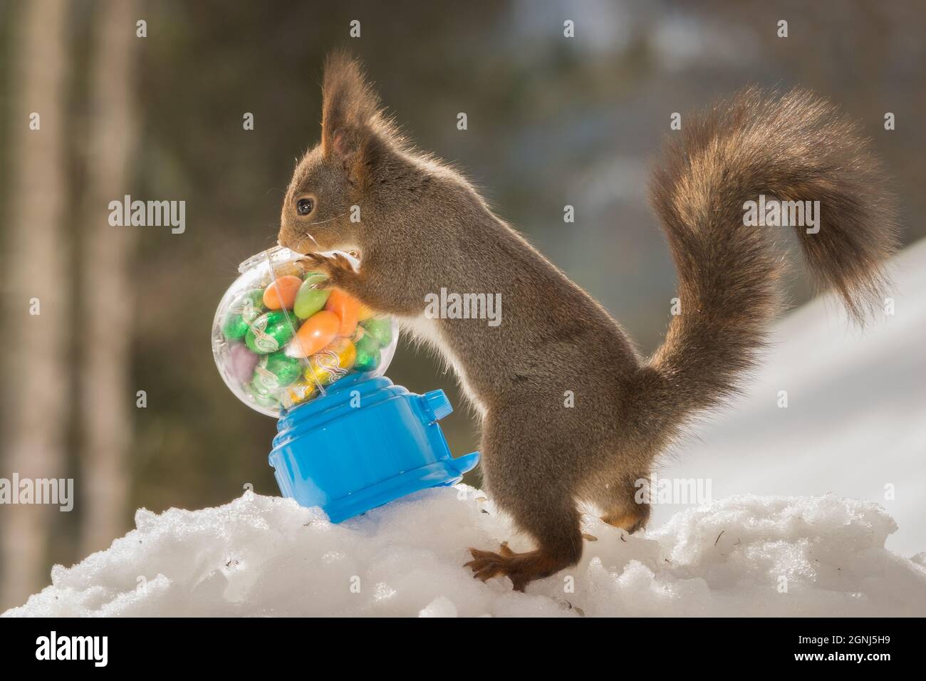 Ear candy hi-res stock photography and images - Alamy