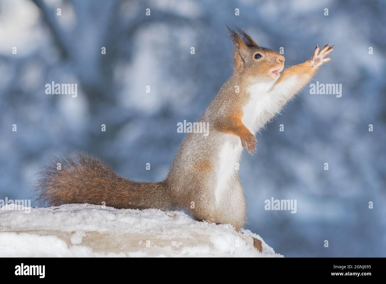 Squirrels in love heart hi-res stock photography and images - Alamy