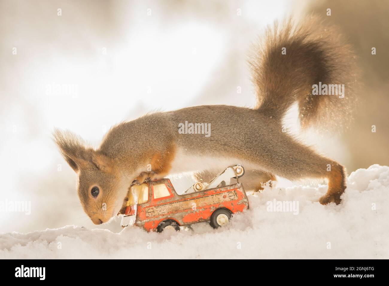 Squirrel car hi-res stock photography and images - Alamy