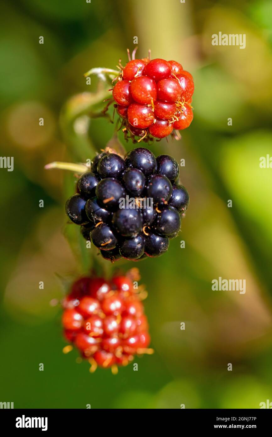 Birds and insects hi-res stock photography and images - Alamy