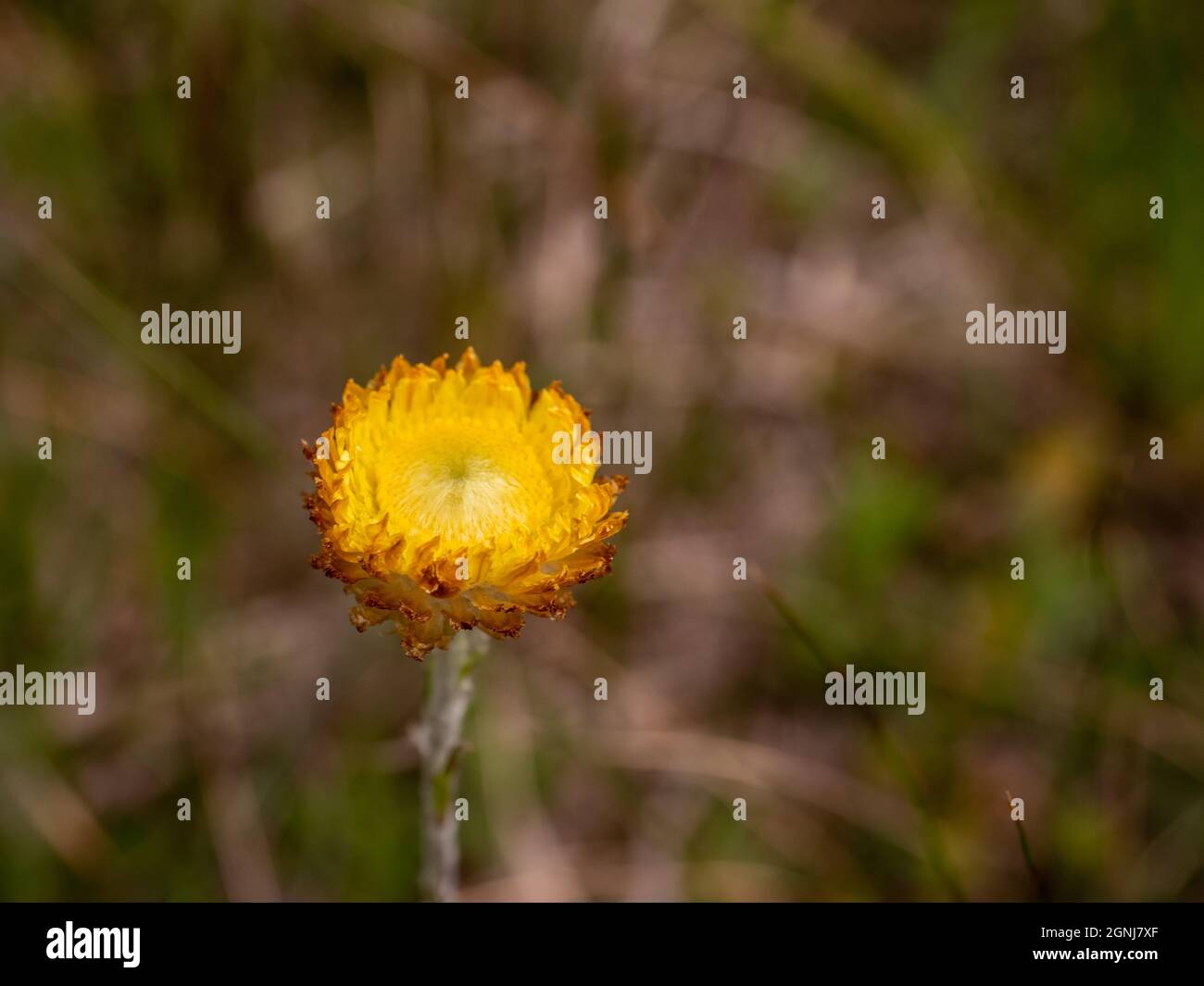 Yellow everlasting, also called yellow buttons (Chrysocephalum) growing ...
