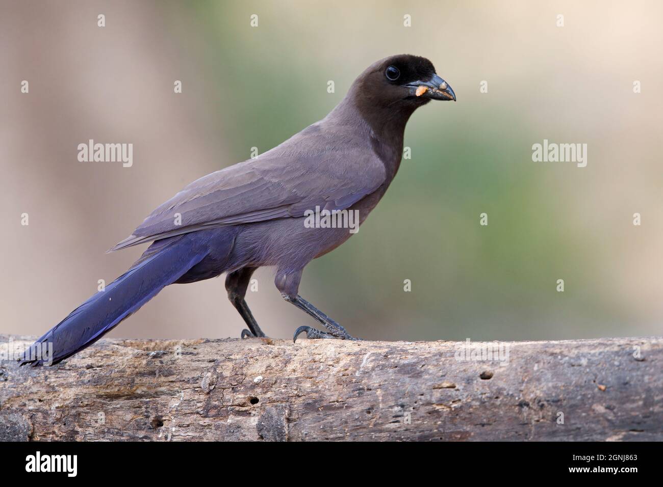 Purplish jay cyanocorax cyanomelas hi-res stock photography and images ...