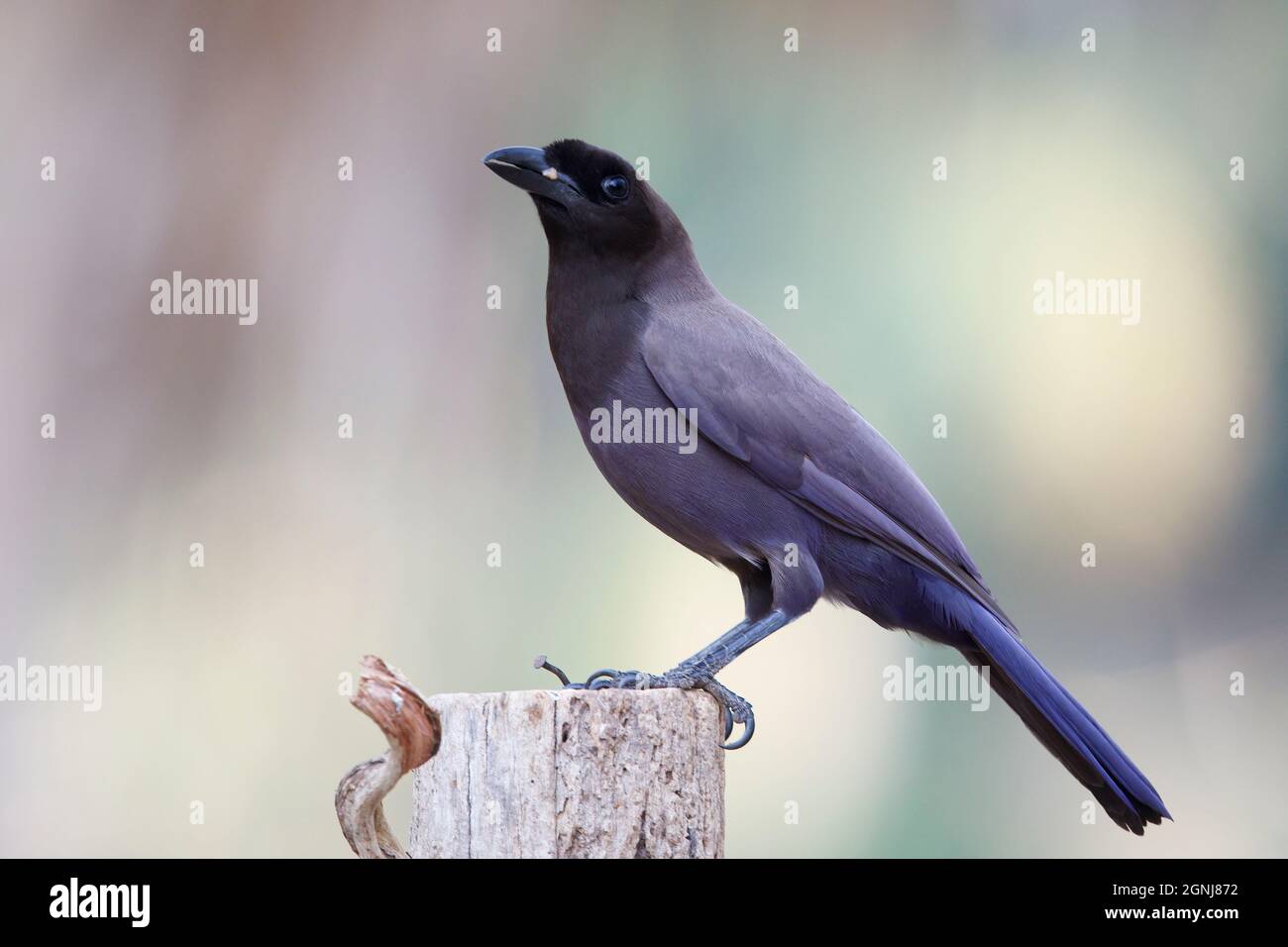 Purplish jay cyanocorax cyanomelas hi-res stock photography and images ...