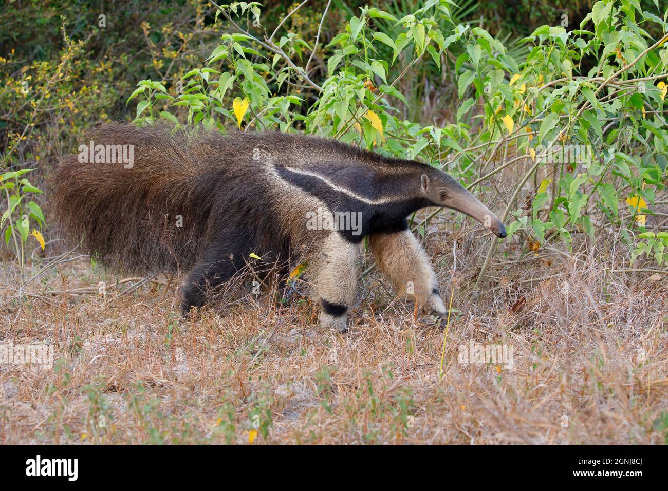 Giant Anteater, Pouso Alegre, MT, Brazil, September 2017 Stock Photo ...
