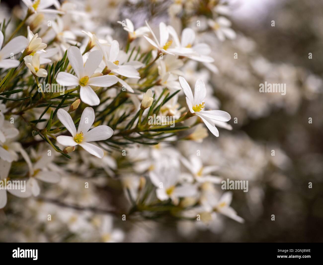 Australian white flowering shrub hi-res stock photography and images ...