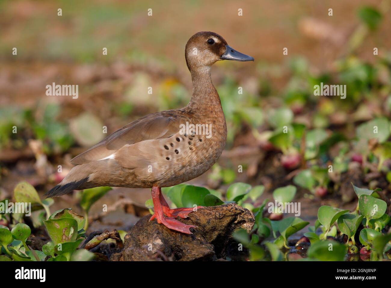 Brazilian teal, Transpantaneira, Poconè, MT, Brazil, September 2017 ...