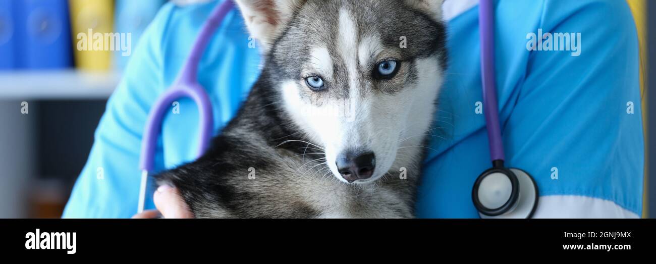 Female veterinarian doctor is holding little husky in arms closeup ...