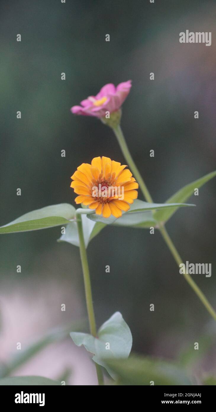 A flipped vertical shot of a calendula Stock Photo - Alamy