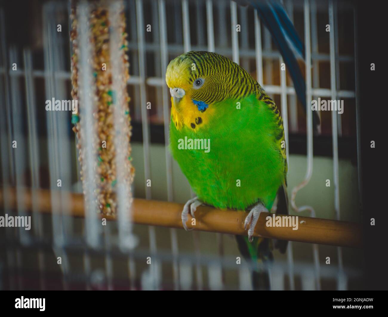 Blue And Green Parakeets