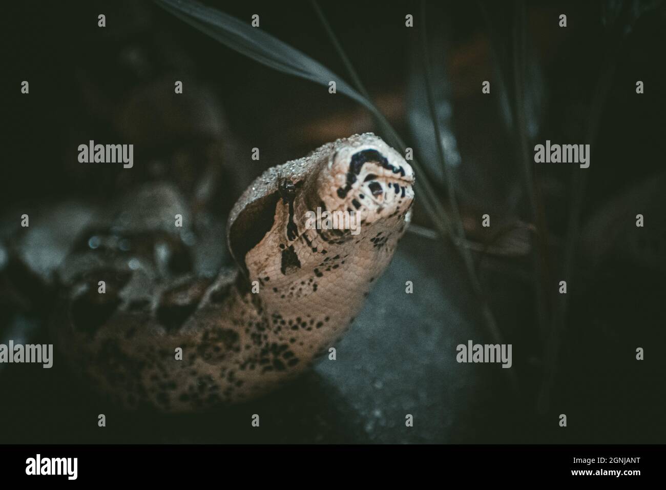 Boa constrictor boa constrictor mexico hi-res stock photography and ...