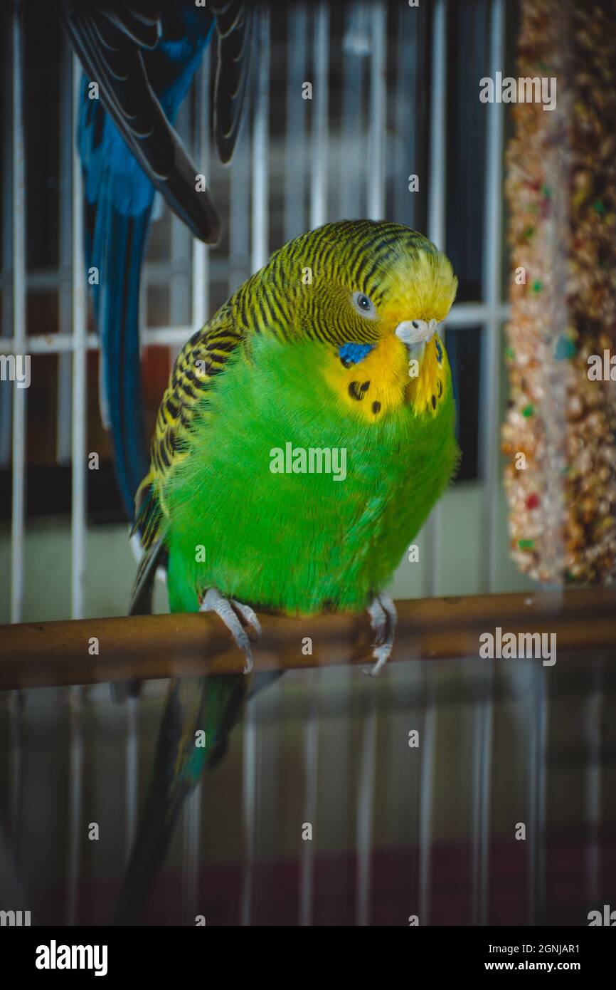 a lovely green and blue parakeets Stock Photo - Alamy