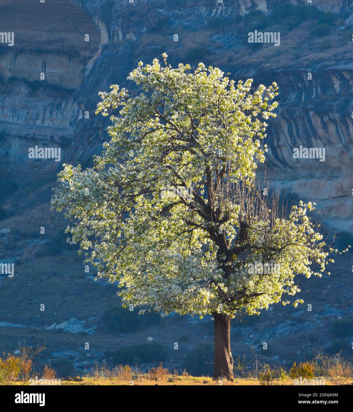 White blossom tree in Clarens area Stock Photo - Alamy