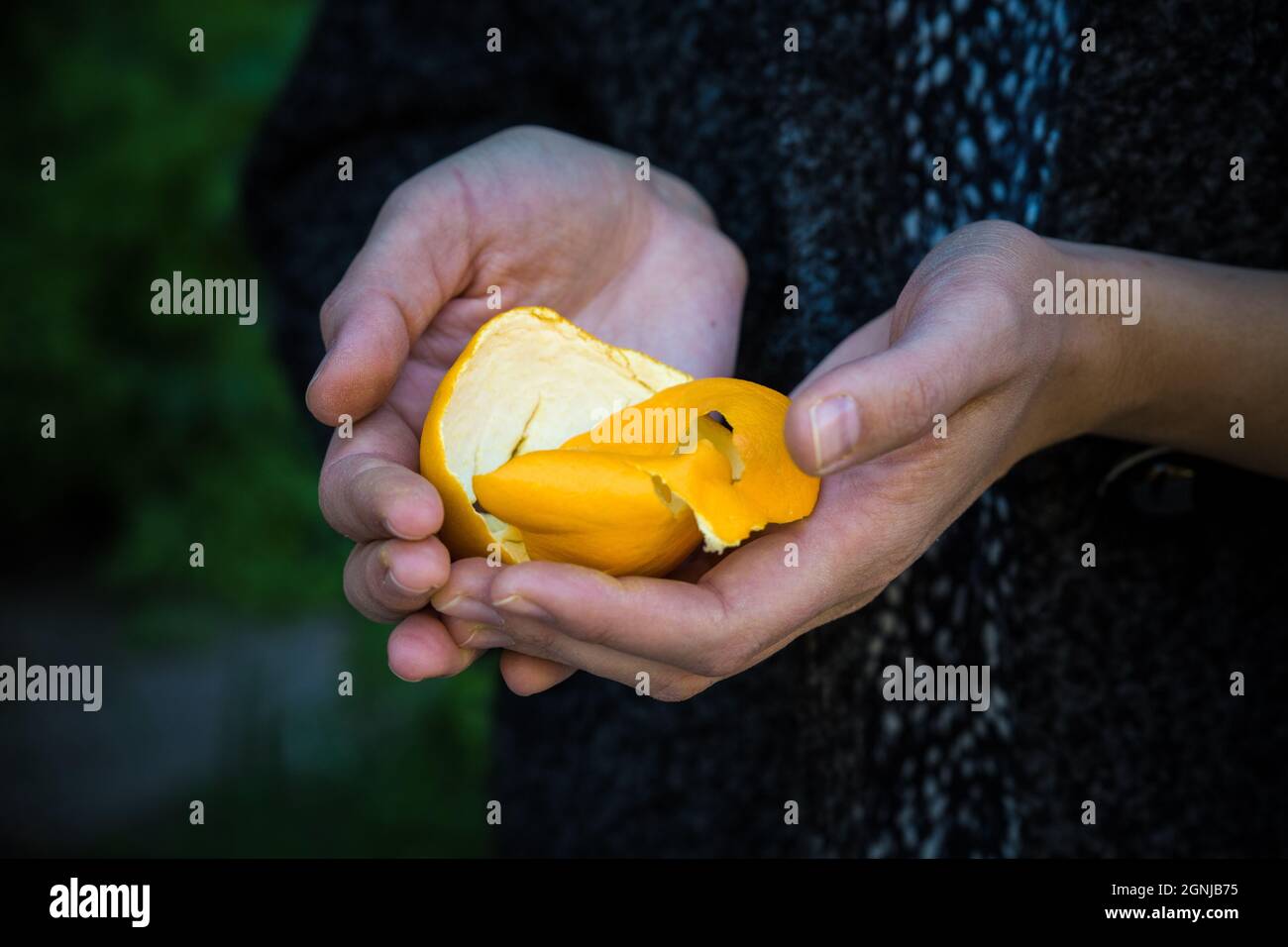 woman holds in hands peeled orange skin Stock Photo - Alamy