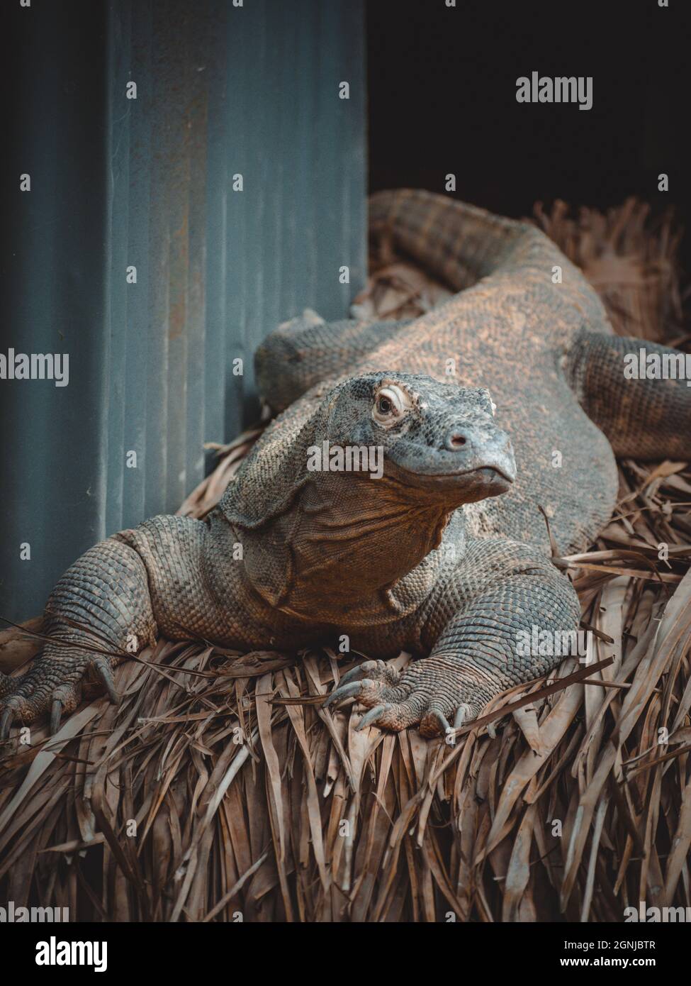a fantastic portrait of a komodo dragon Stock Photo - Alamy