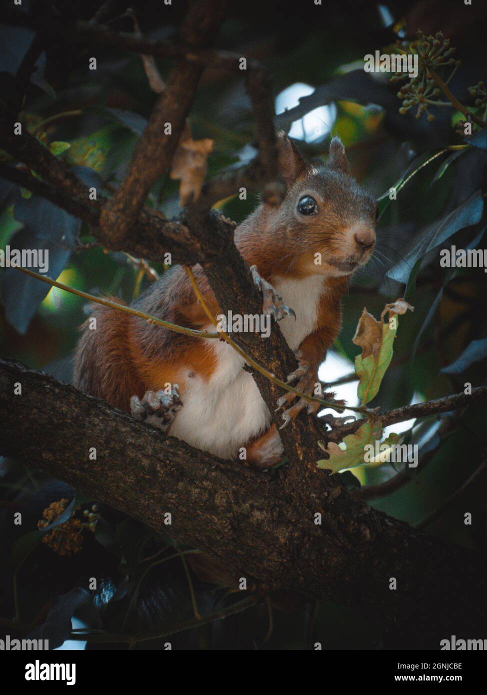 a cute squirrel relaxing on a tree Stock Photo - Alamy