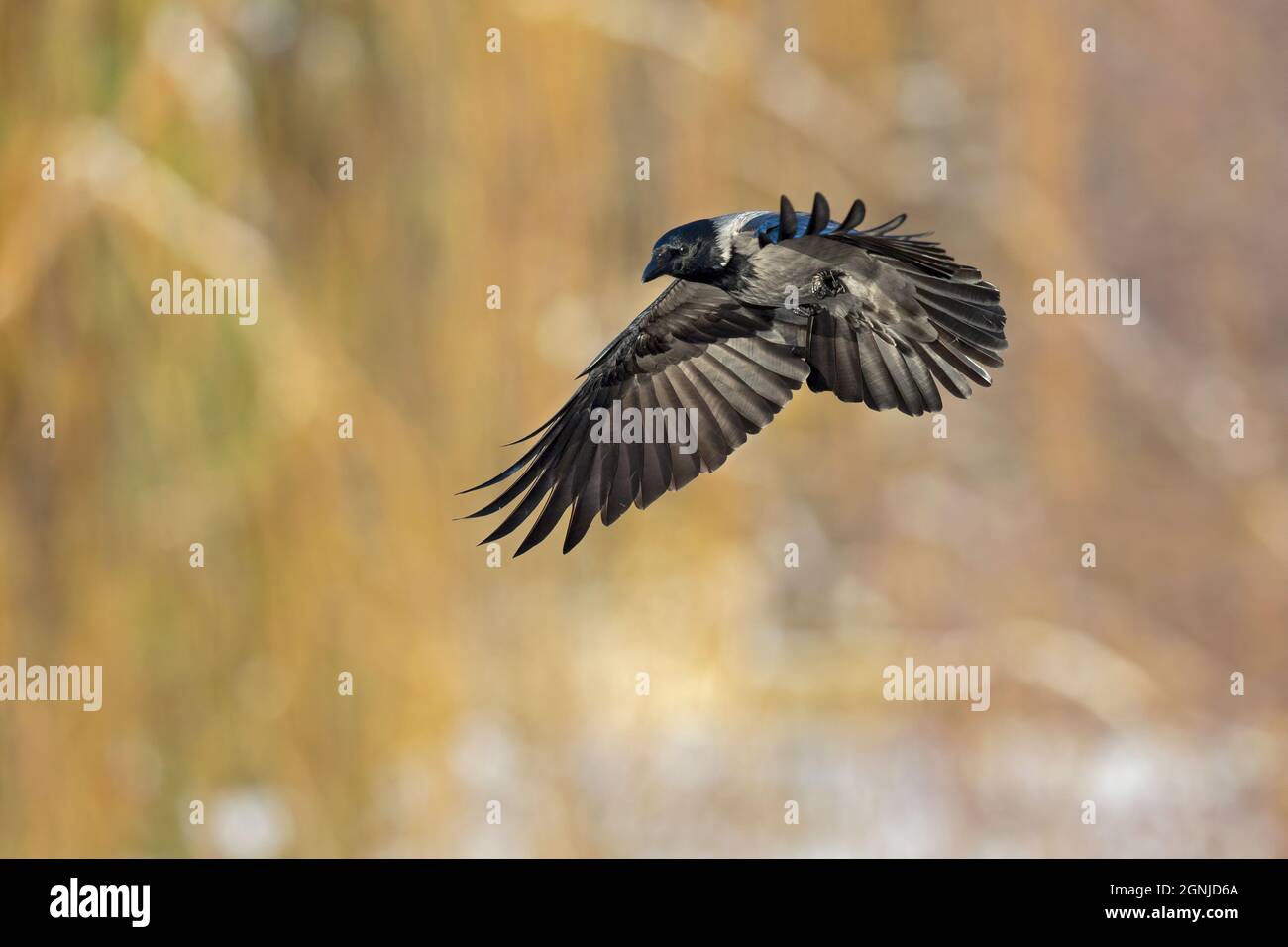 A hooded crow (Corvus cornix) in flight in a city park in Berlin Stock ...