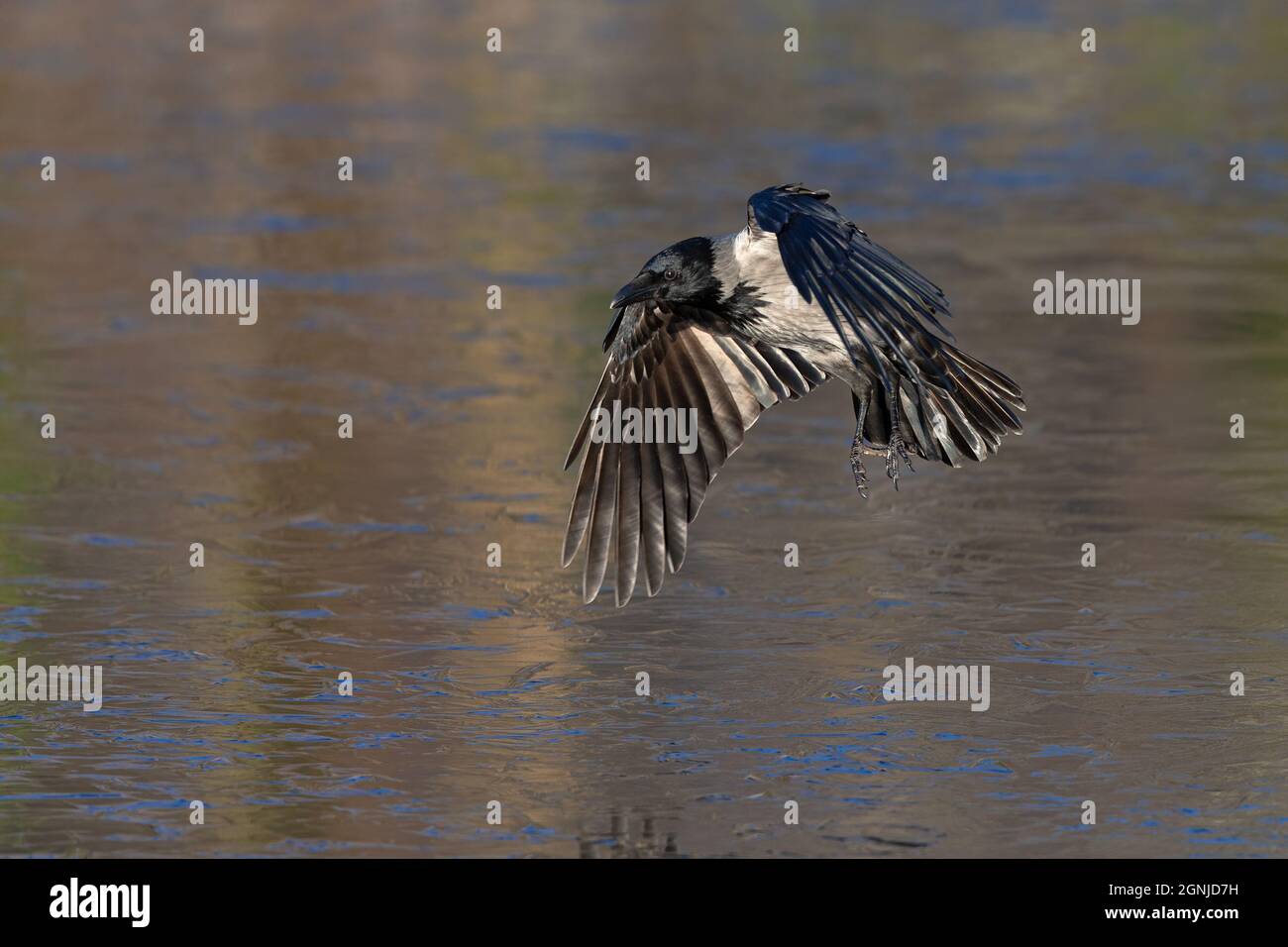 Crow landing hi-res stock photography and images - Alamy