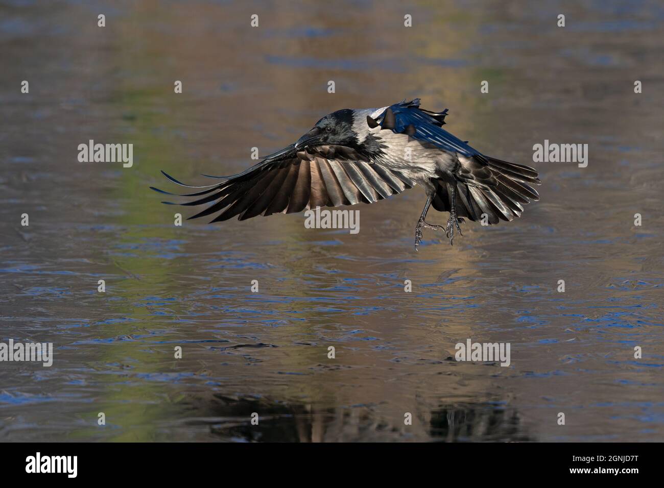 A hooded crow (Corvus cornix) in flight in a city park in Berlin Stock ...