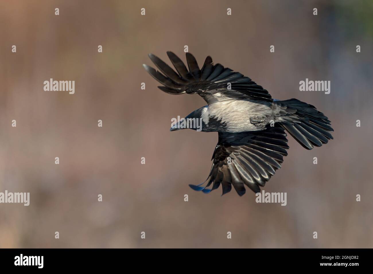 A hooded crow (Corvus cornix) in flight in a city park in Berlin Stock ...