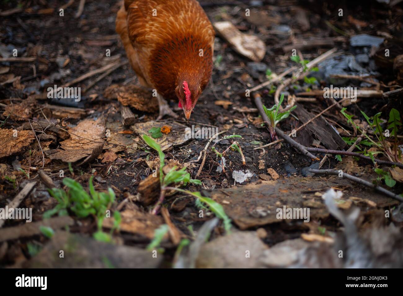 Chicken live leaves hi-res stock photography and images - Alamy