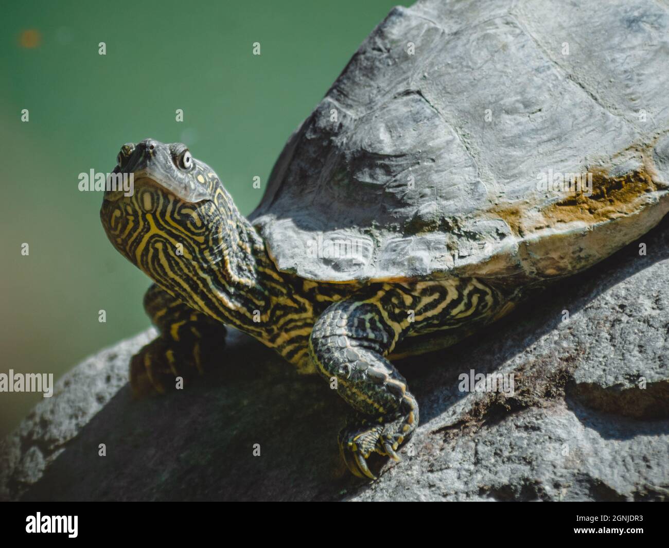 a fantastic portrait of a lovely turtle Stock Photo - Alamy
