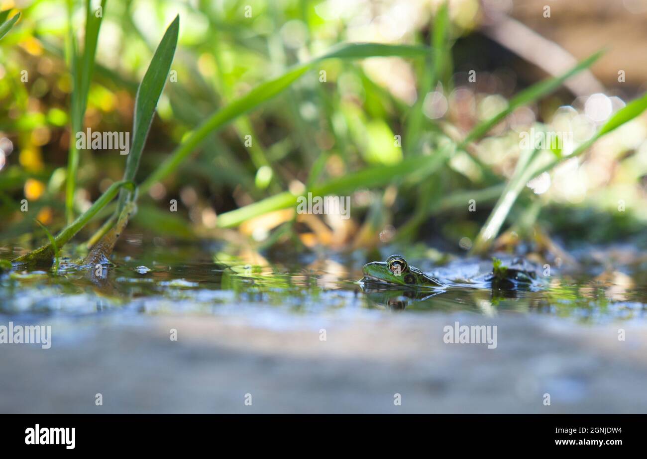 Portuguese frogs hi-res stock photography and images - Alamy