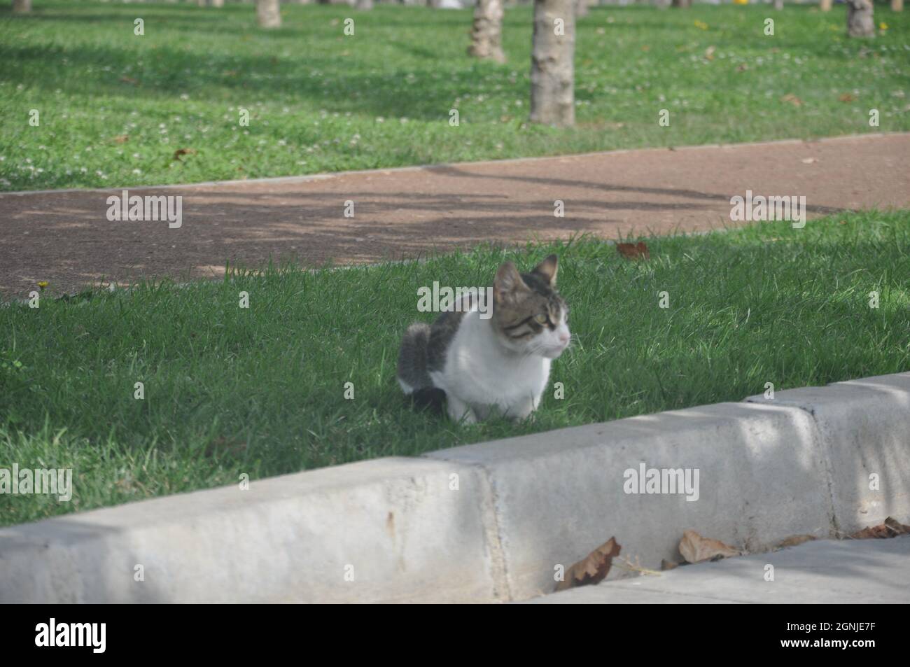 A cat looks to sea Stock Photo - Alamy