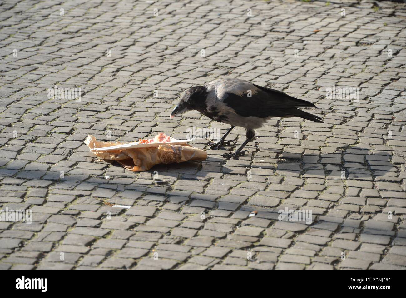 Crow searching leftowers at Grazer Platz in Schoeneberg, Berlin ...