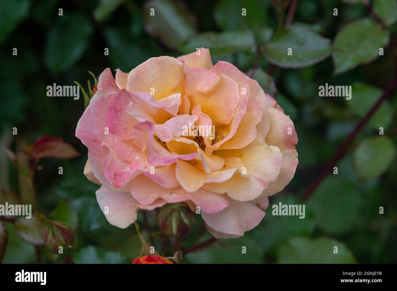Amber queen rose hi-res stock photography and images - Alamy