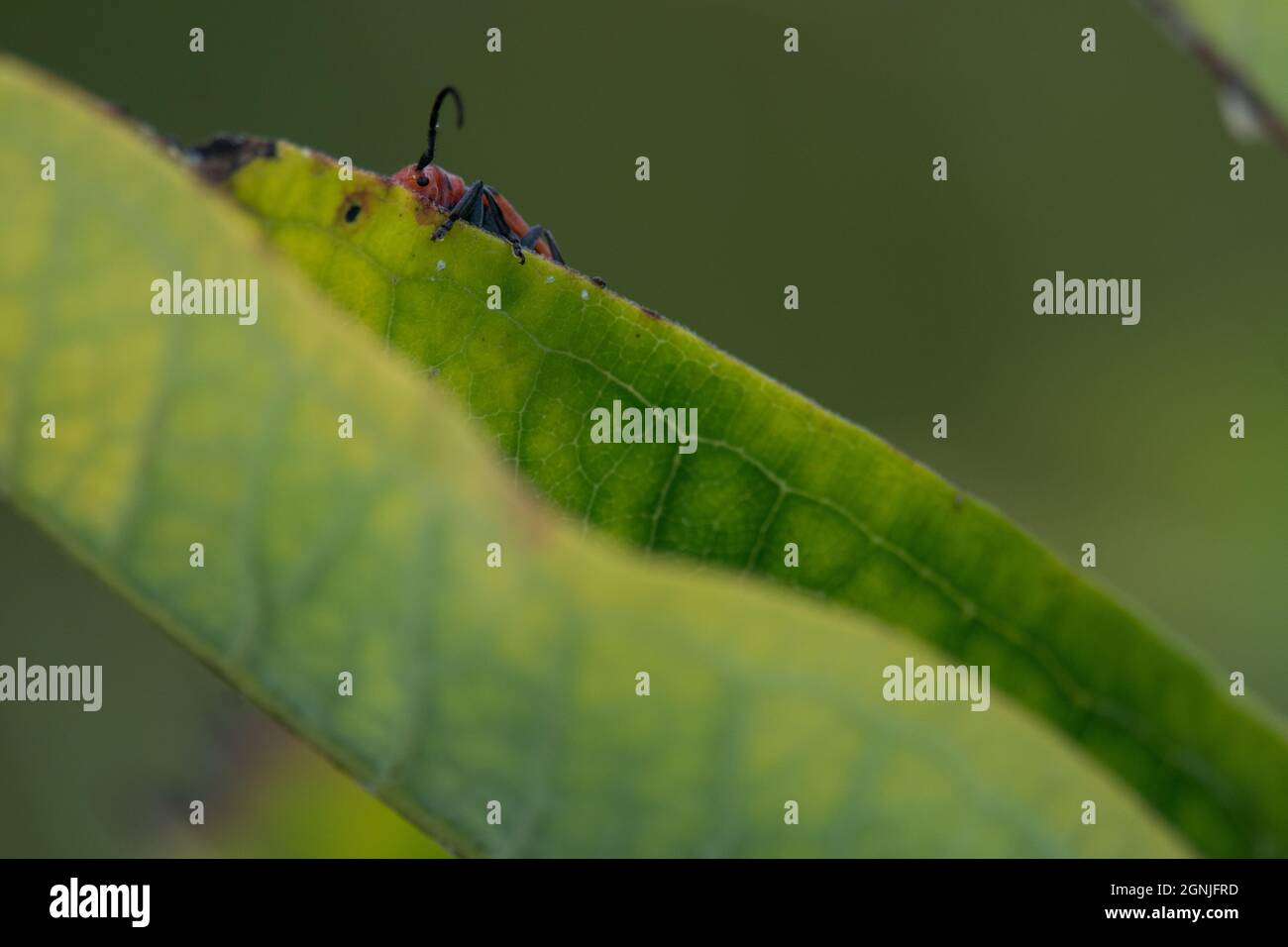 Peering over the edge hi-res stock photography and images - Alamy