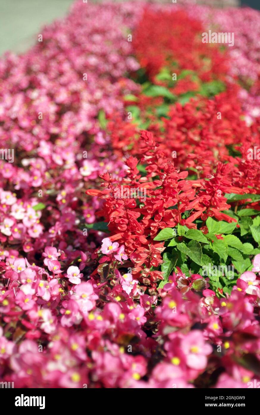 red little flowers Stock Photo - Alamy