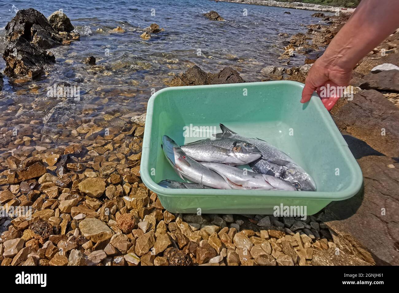 Fresh sea fish cleaned by the water Stock Photo - Alamy