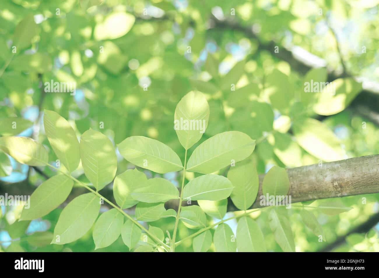 Beautiful green tree look up. Background pattern for design Stock Photo ...
