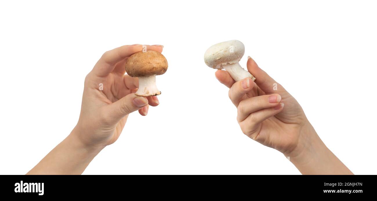 Set of hand with mushrooms isolated on a white background Stock Photo ...