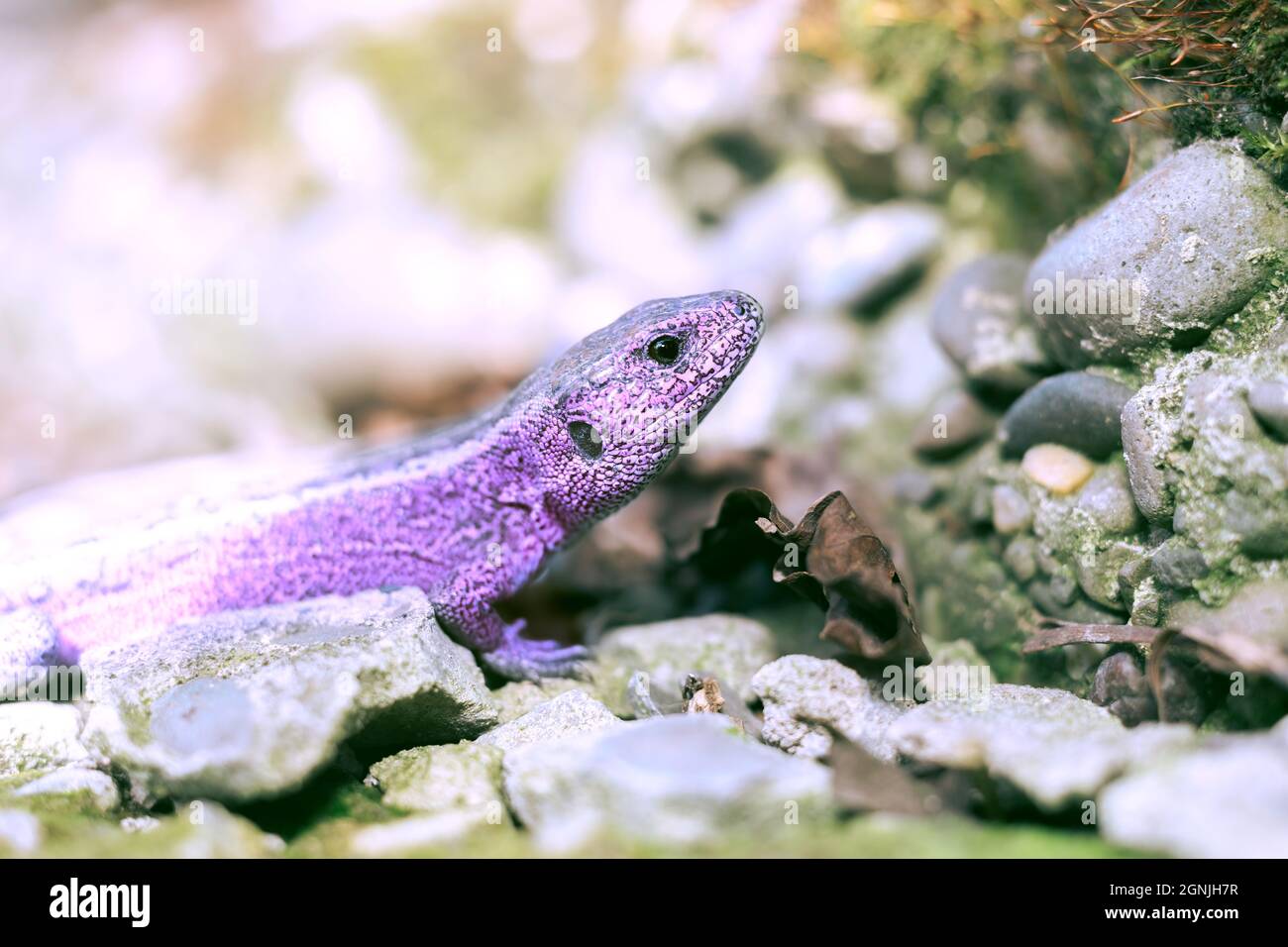 Colorful lizard surreal color on a courtyard. Reptile lizards on ...