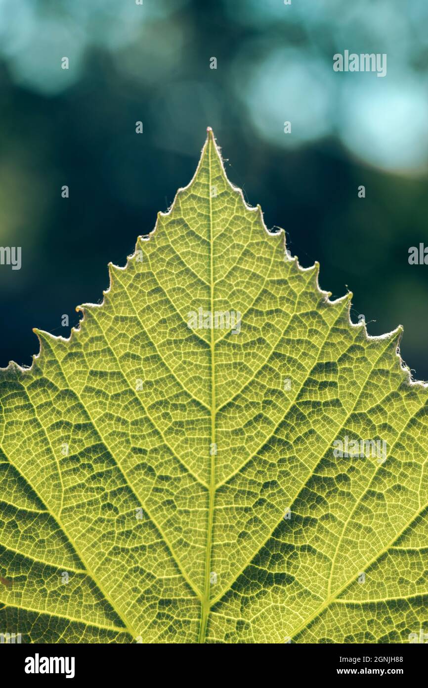 Close up beautiful green leaf on a outdoor background pattern texture ...