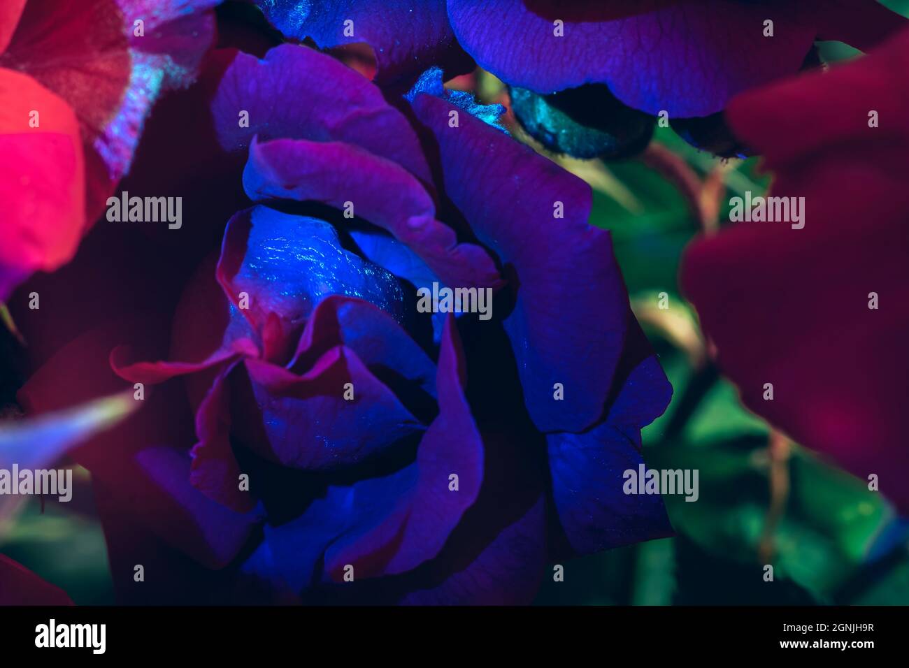 Beautiful fresh roses. Green-blue neon rose close up. Bright macro ...