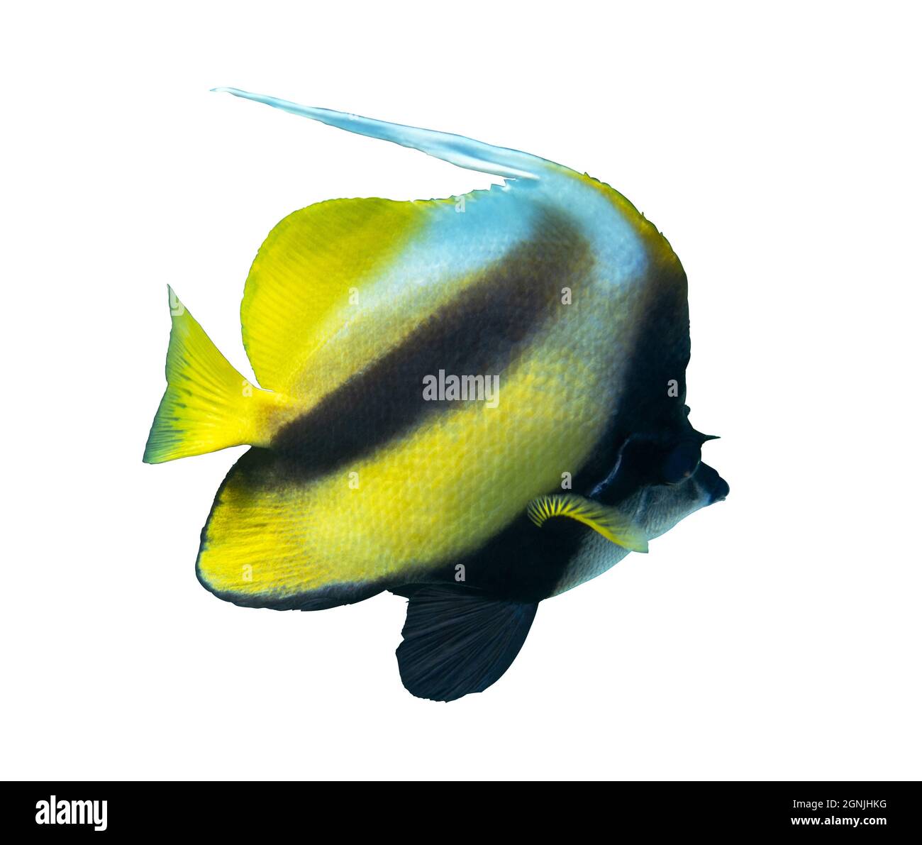 Beautiful yellow exotic fish in Cut Out Stock Images & Pictures - Alamy