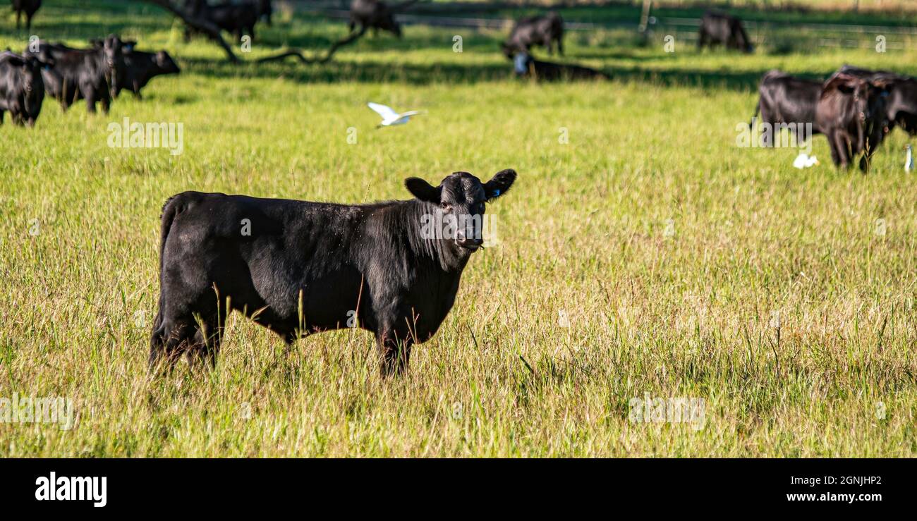 Black Angus heifer standing in tall pasture with rest of the herd in ...