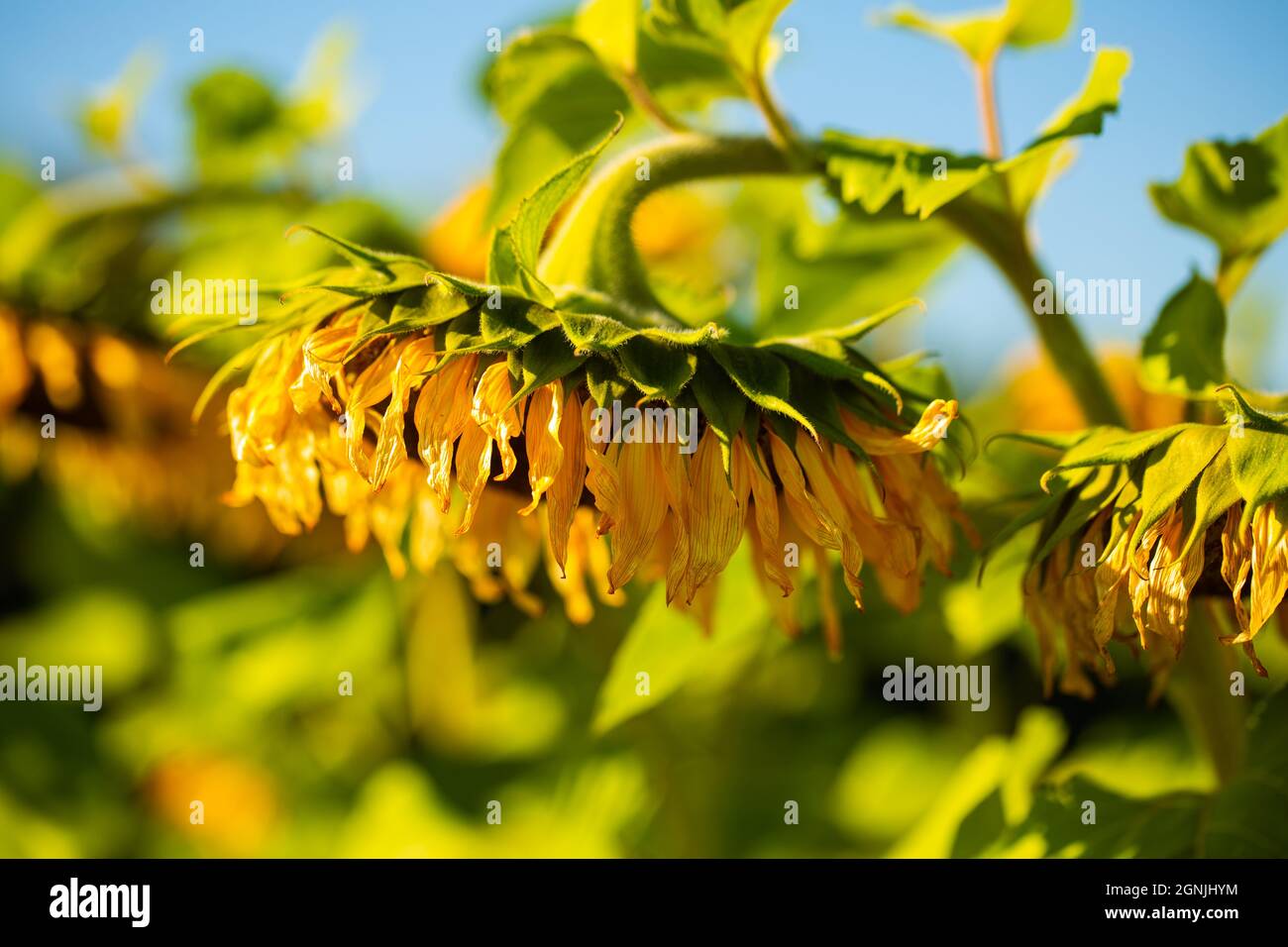 Hanging sunflower, blue sky, autumn, sad sunflower, withered Stock ...