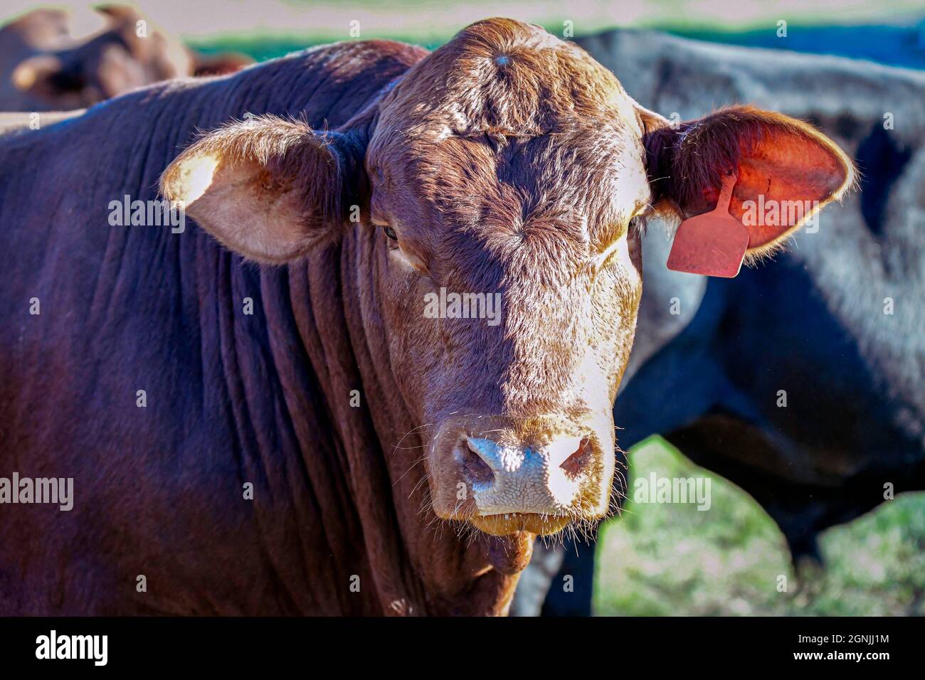 Salers bull hi-res stock photography and images - Alamy