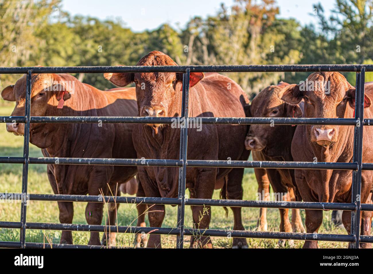 Rural farm bulls gate cattle hi-res stock photography and images - Alamy