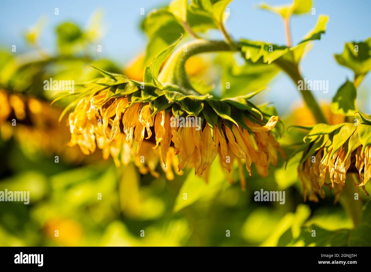 Hanging sunflower, blue sky, autumn, sad sunflower, withered Stock ...