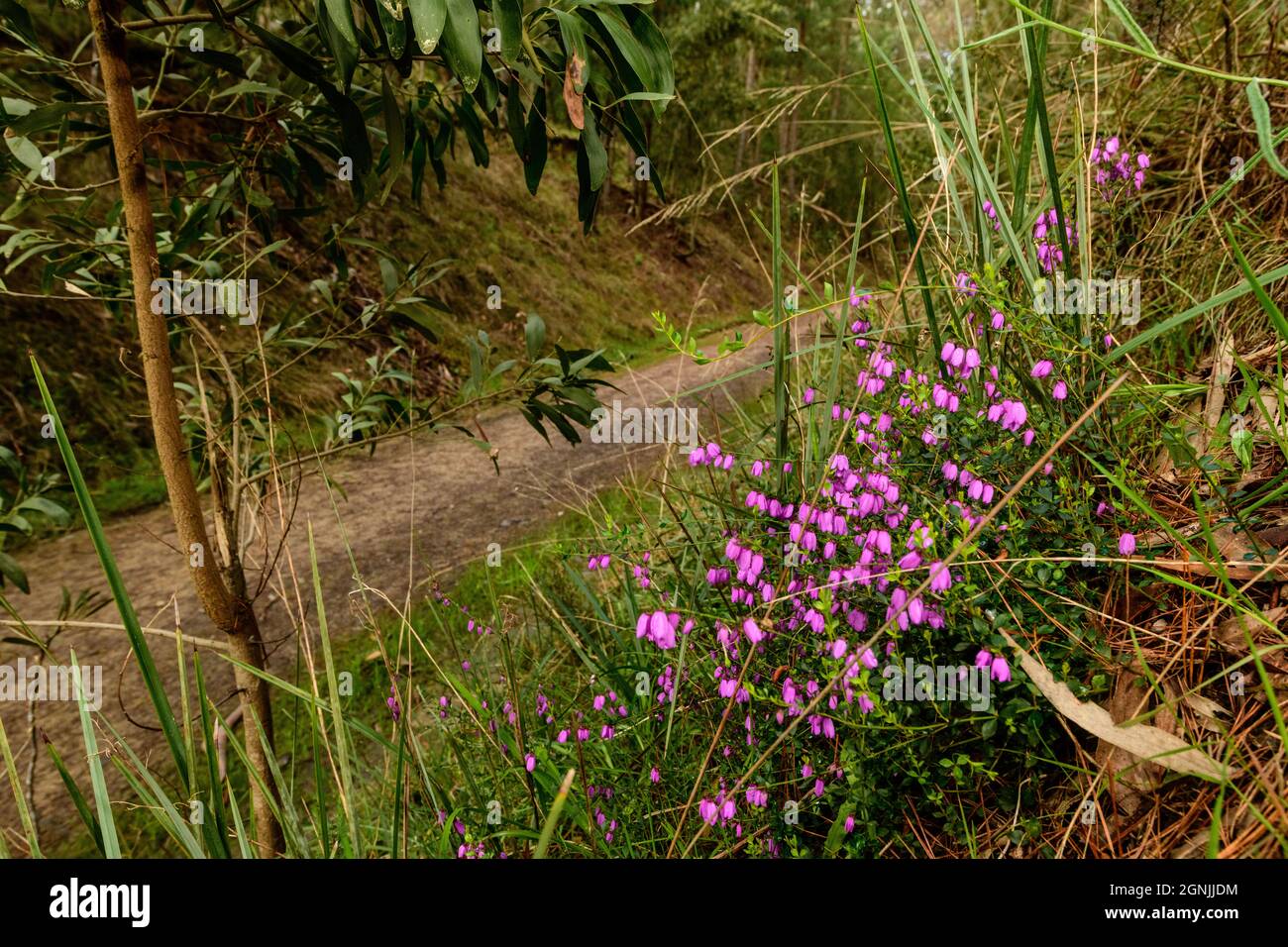 Colourful Pink Heath Victoria's floral emblem growing beside the Linton ...